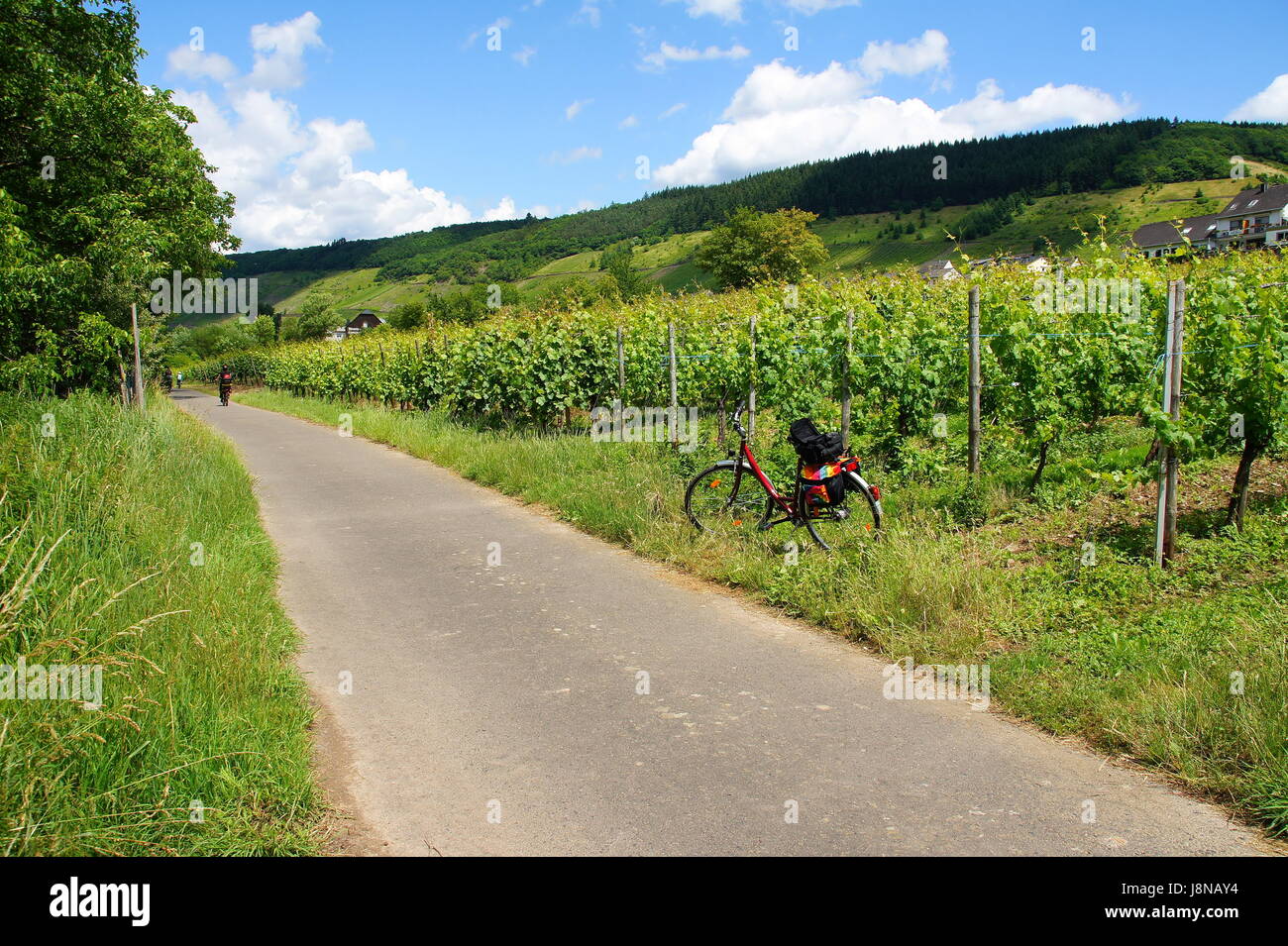bike path through the vineyards Stock Photo - Alamy