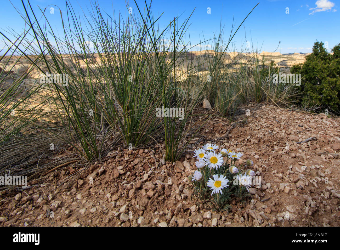 Desert flowers bloom on the edge of the San Rafael Swell in Utah Stock ...
