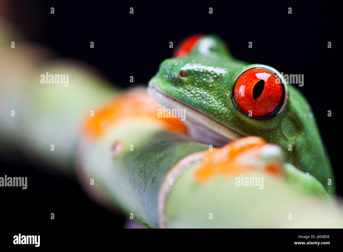 animal, amphibian, animals, frog, crazy, frogs, blue, macro, close-up ...