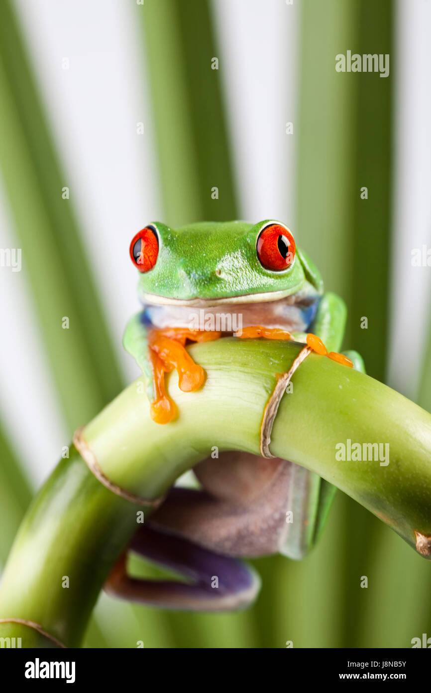 animal, amphibian, animals, frog, crazy, frogs, blue, macro, close-up ...