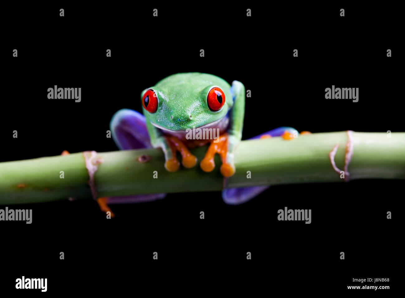 animal, amphibian, animals, frog, crazy, frogs, blue, macro, close-up ...