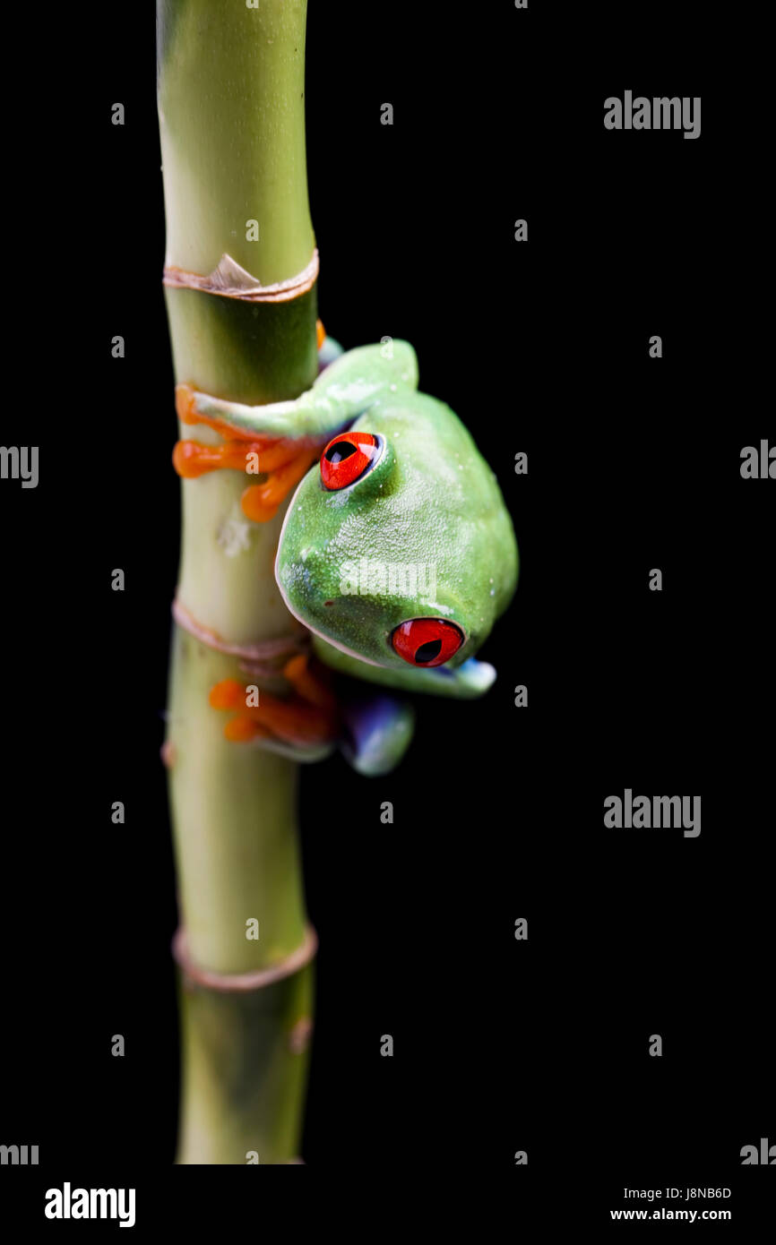 animal, amphibian, animals, frog, crazy, frogs, blue, macro, close-up ...