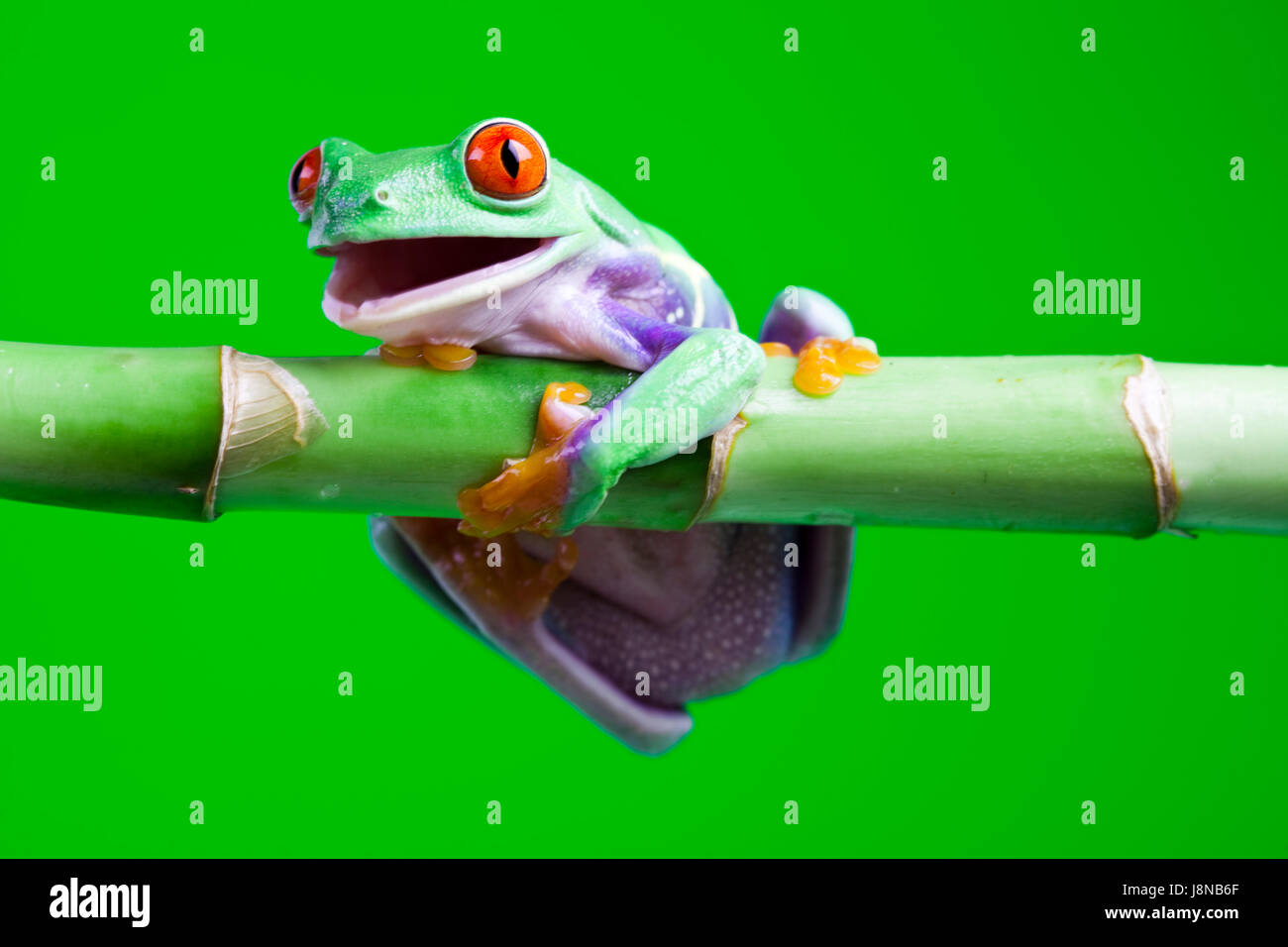 animal, amphibian, animals, frog, crazy, frogs, blue, macro, close-up ...