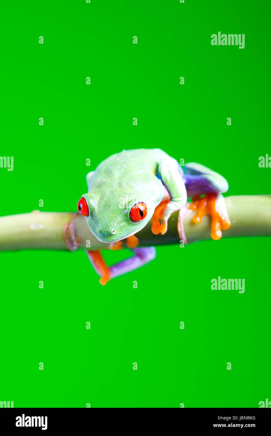 animal, amphibian, animals, frog, crazy, frogs, blue, macro, close-up ...