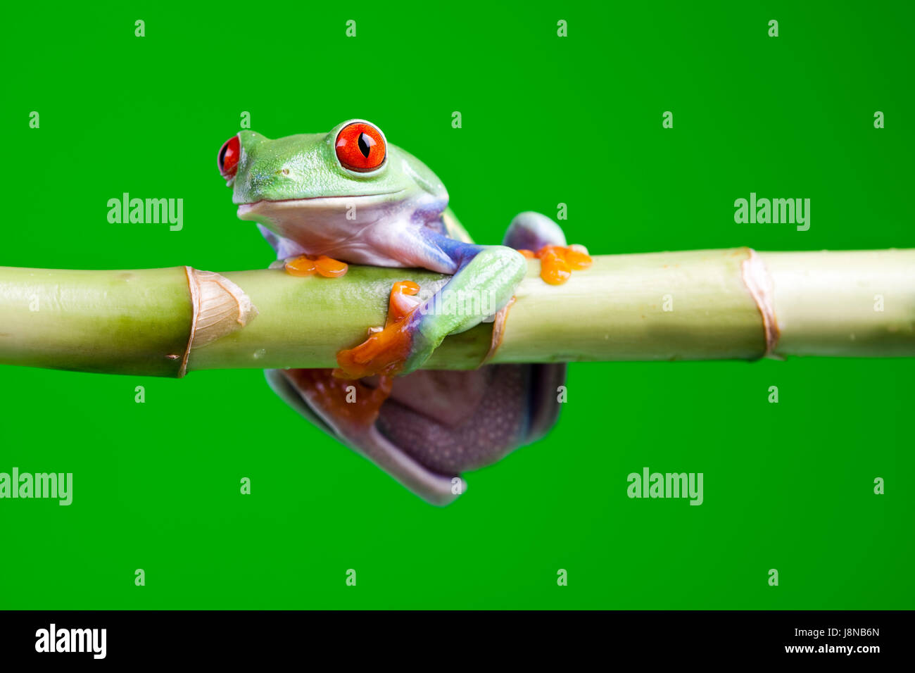 animal, amphibian, animals, frog, crazy, frogs, blue, macro, close-up ...