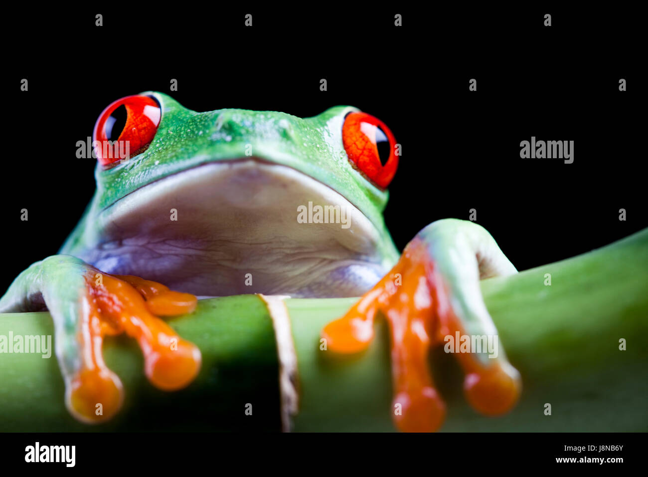 animal, amphibian, animals, frog, crazy, frogs, blue, macro, close-up ...