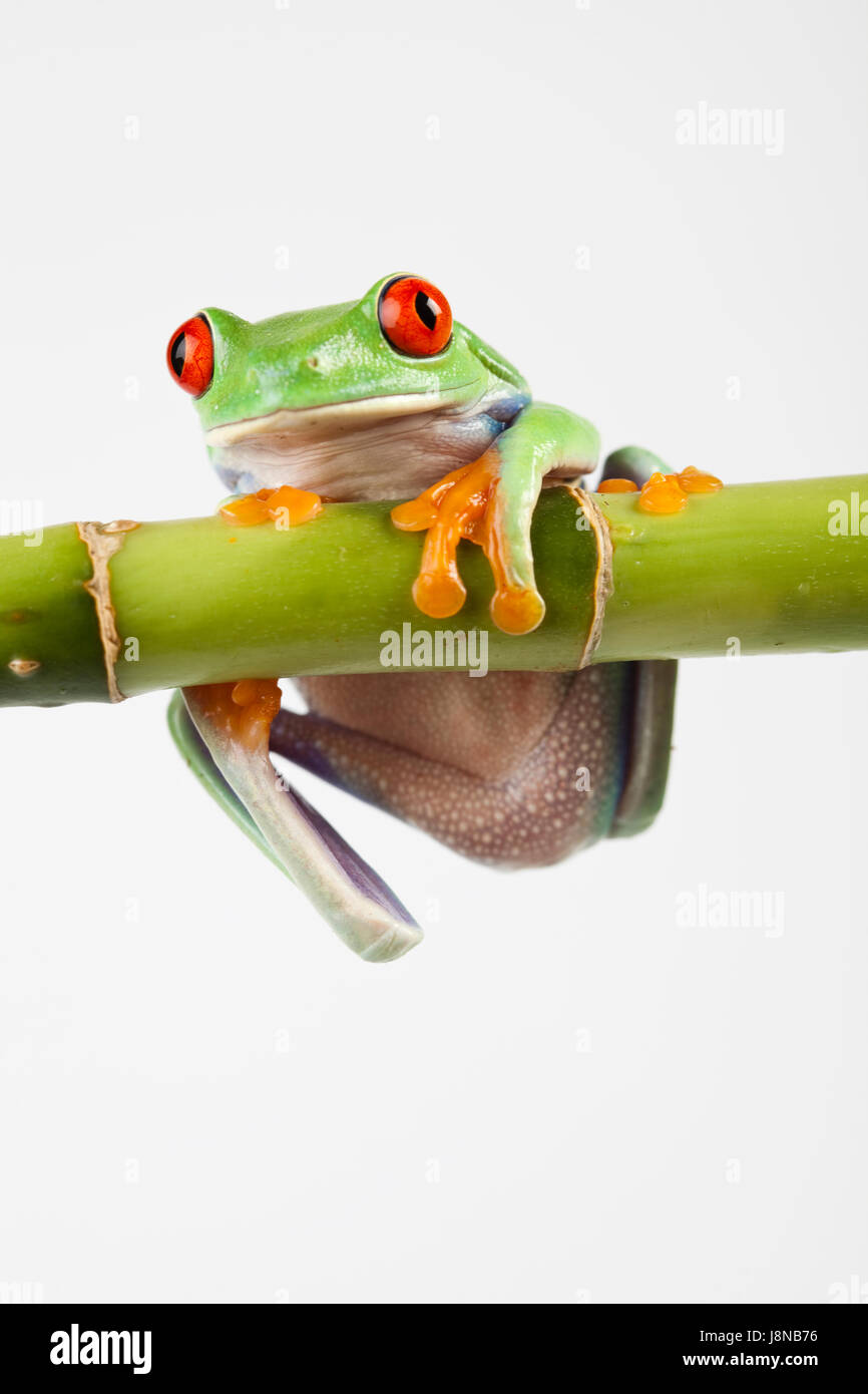 animal, amphibian, animals, frog, crazy, frogs, blue, macro, close-up ...