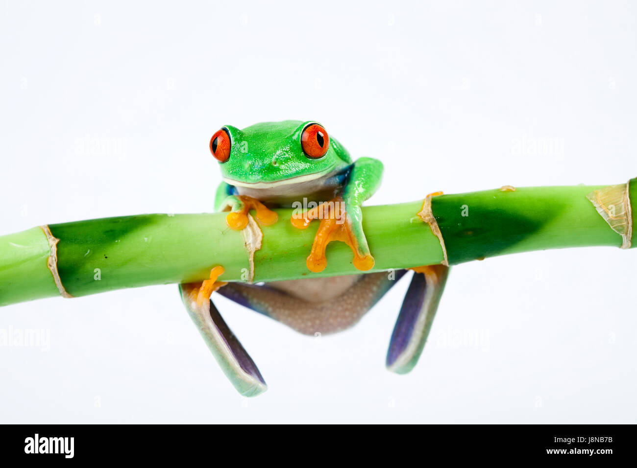 animal, amphibian, animals, frog, crazy, frogs, blue, macro, close-up ...