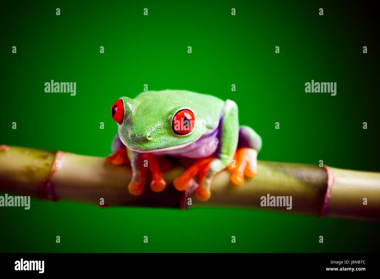animal, amphibian, animals, frog, crazy, frogs, blue, macro, close-up ...