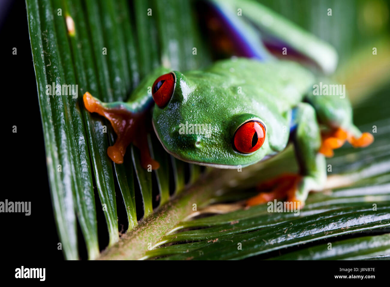 animal, amphibian, animals, frog, crazy, frogs, blue, macro, close-up ...