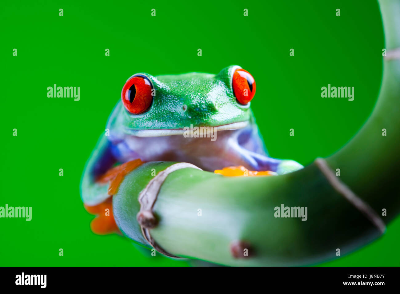 animal, amphibian, animals, frog, crazy, frogs, blue, macro, close-up ...