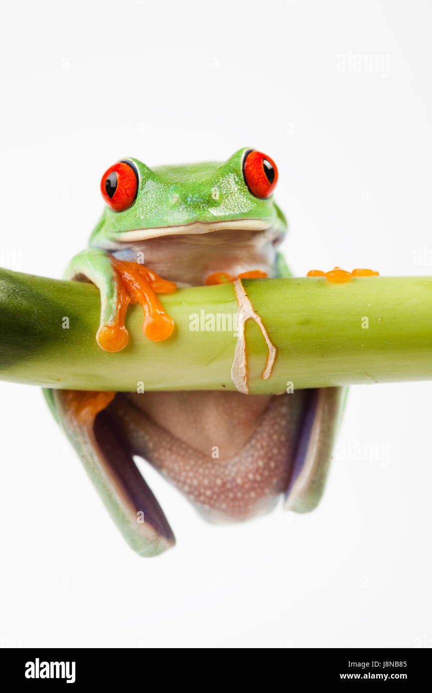 animal, amphibian, animals, frog, crazy, frogs, blue, macro, close-up ...