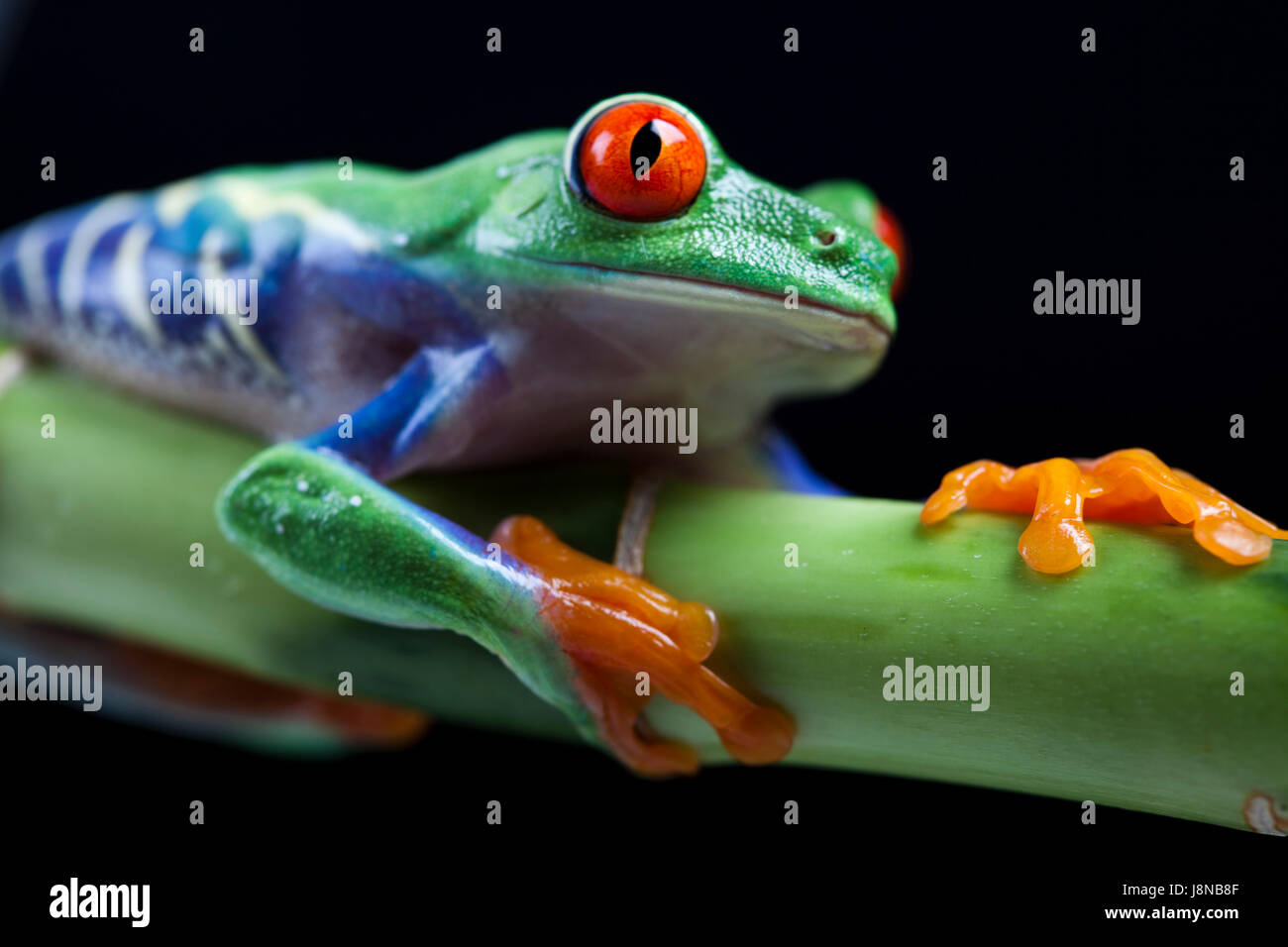 animal, amphibian, animals, frog, crazy, frogs, blue, macro, close-up ...