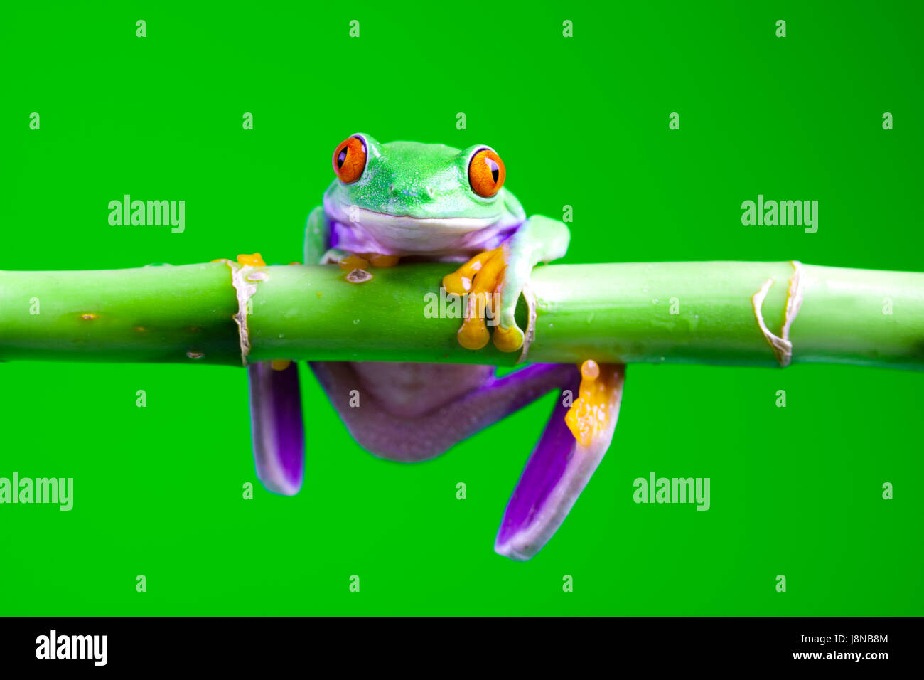 animal, amphibian, animals, frog, crazy, frogs, blue, macro, close-up ...