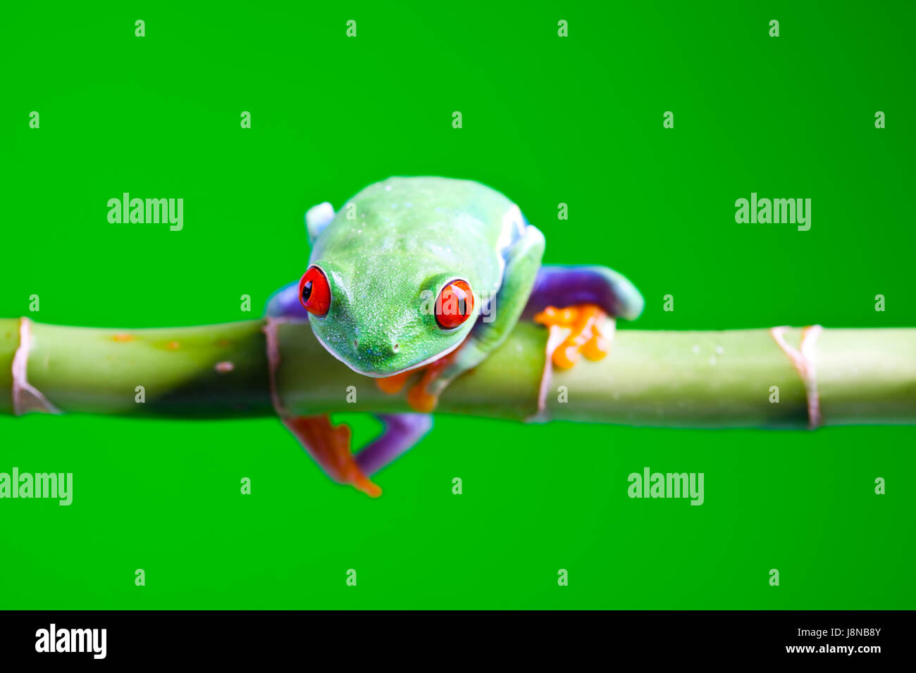 animal, amphibian, animals, frog, crazy, frogs, blue, macro, close-up ...