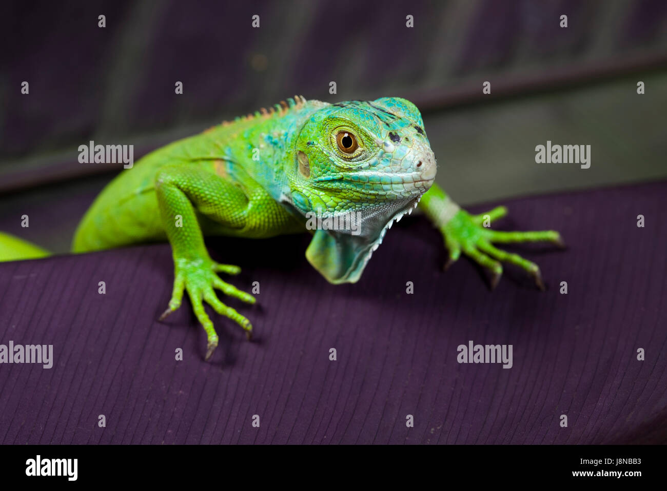 animal, pet, reptile, lizard, creature, iguana, dragon, gecko, shine ...