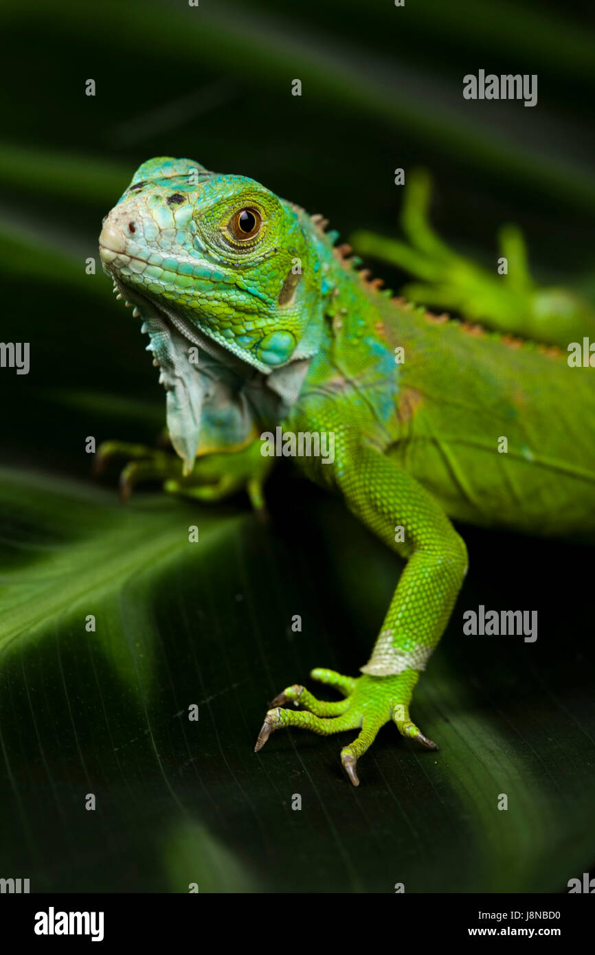 animal, pet, reptile, lizard, creature, iguana, dragon, gecko, shine ...