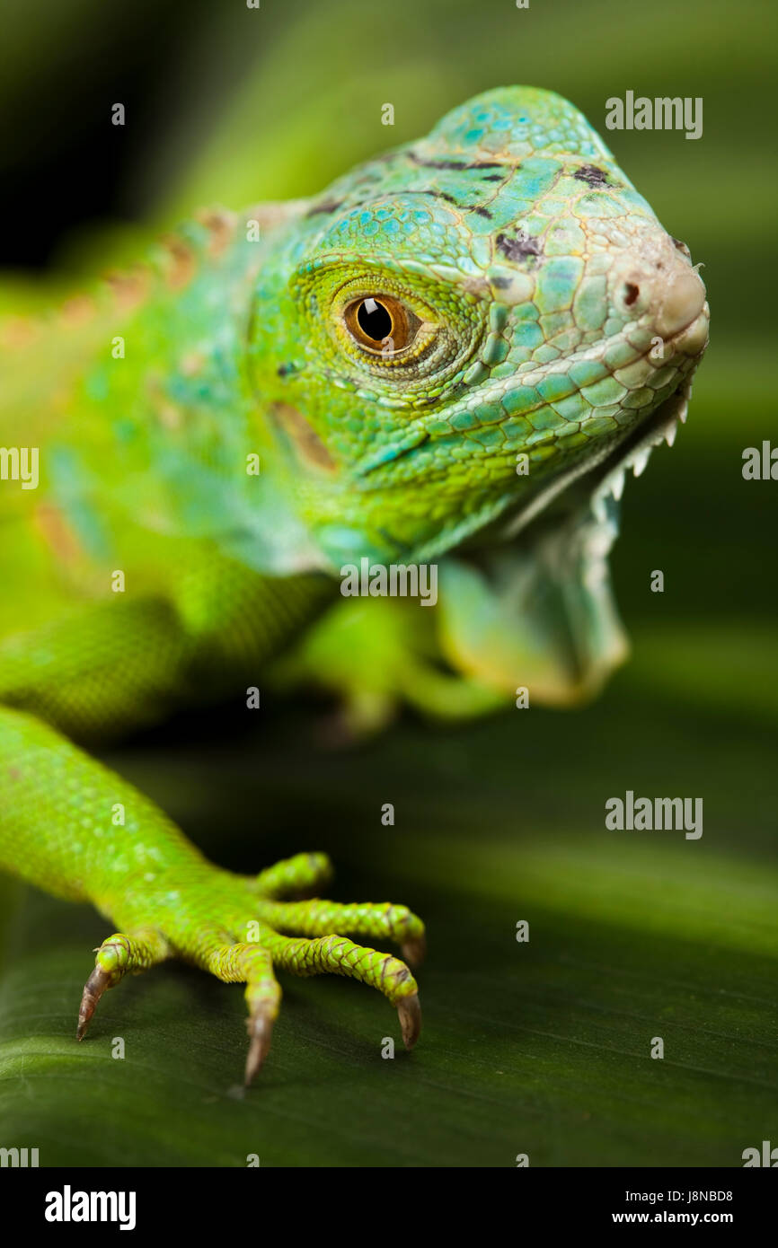 animal, pet, reptile, lizard, creature, iguana, dragon, gecko, shine ...