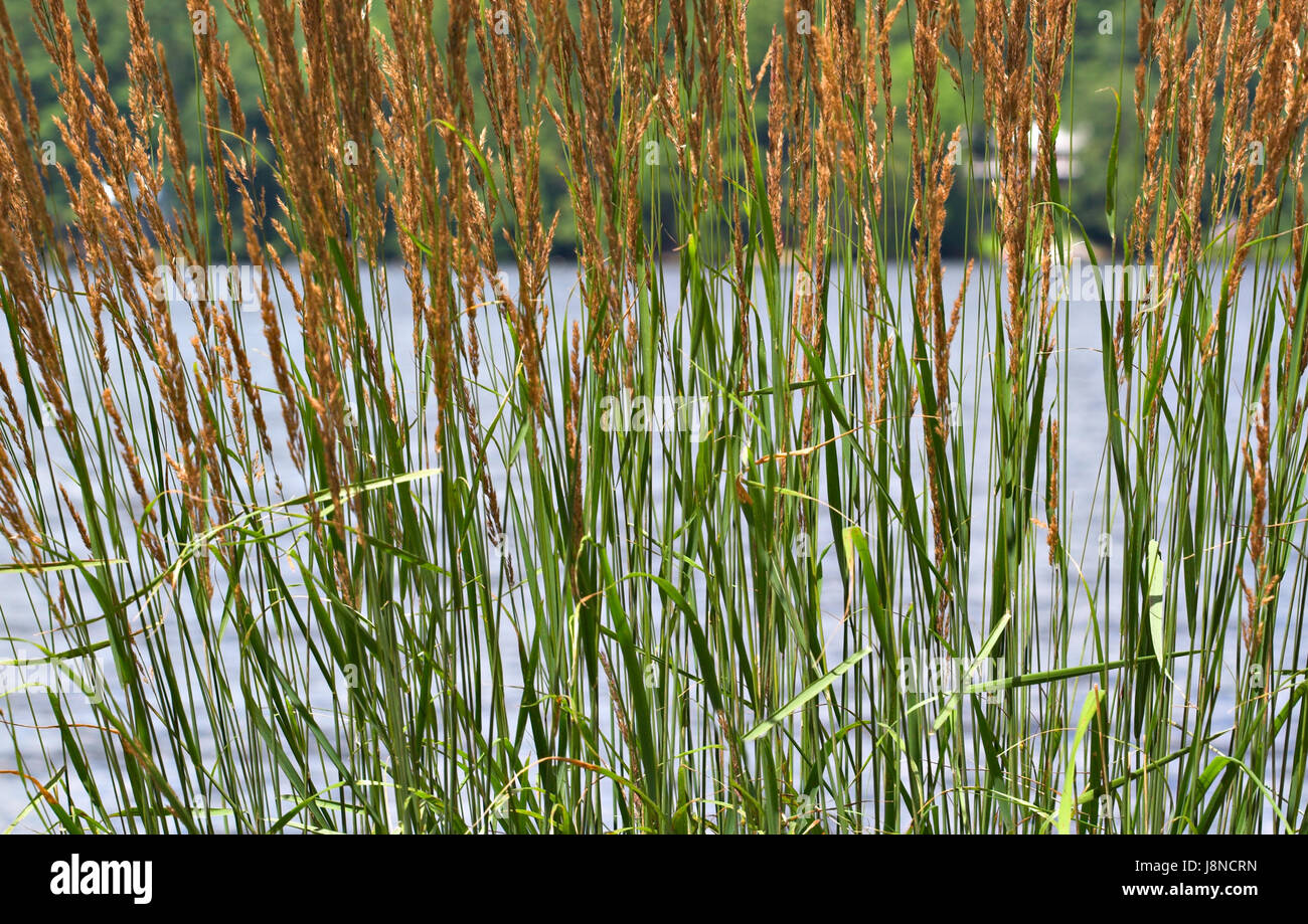 grasses, fresh water, lake, inland water, water, plants, cattail ...