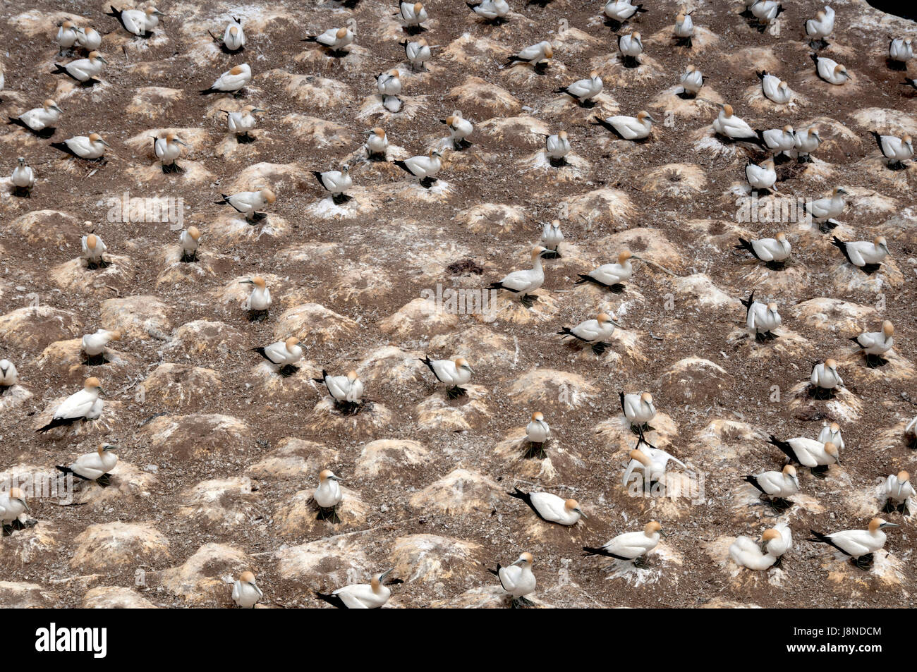 bird, birds, colony, new zealand, hick, spawn, bird, birds, rock ...
