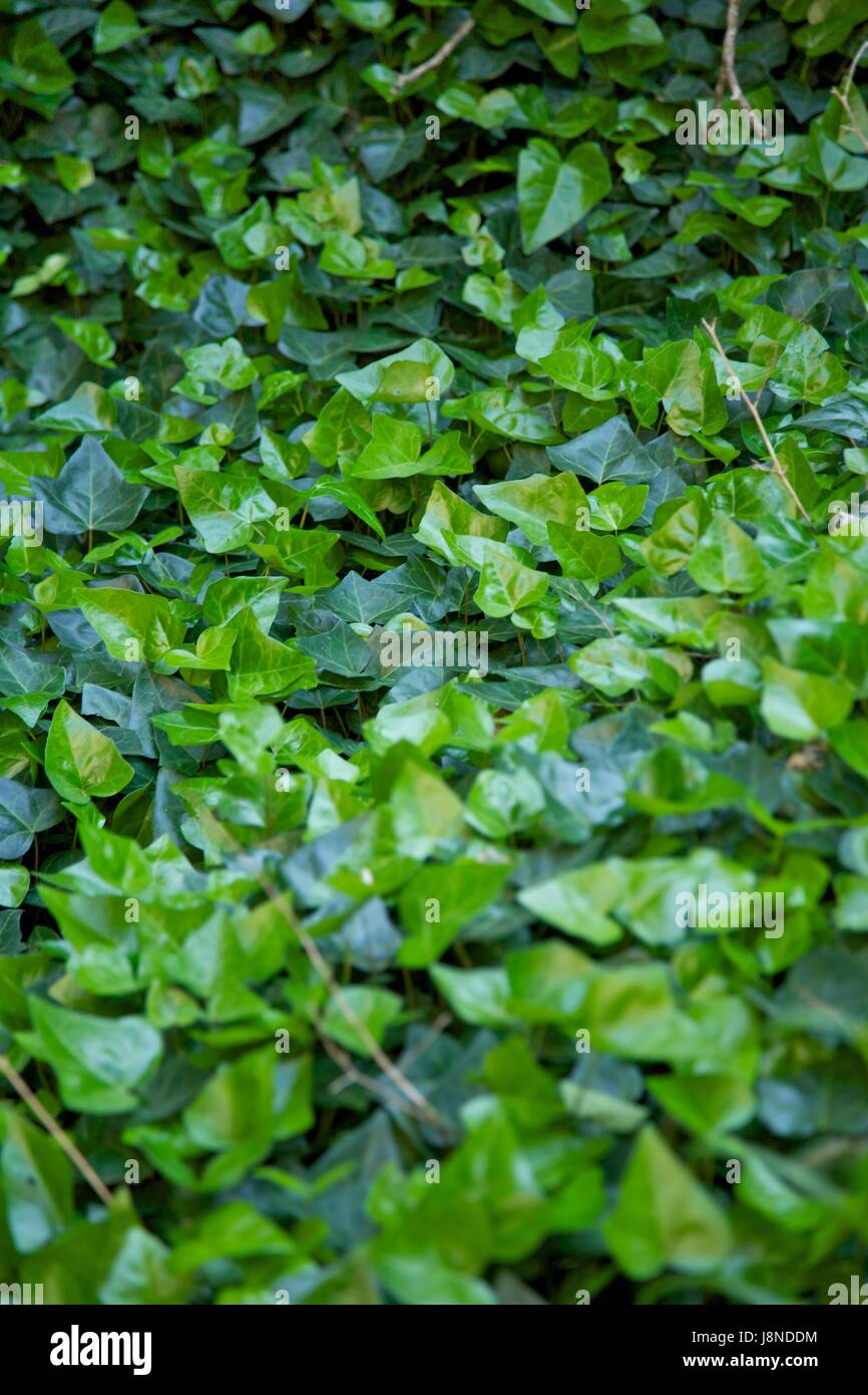 leaf, agriculture, farming, pattern, lawn, green, backdrop, background ...