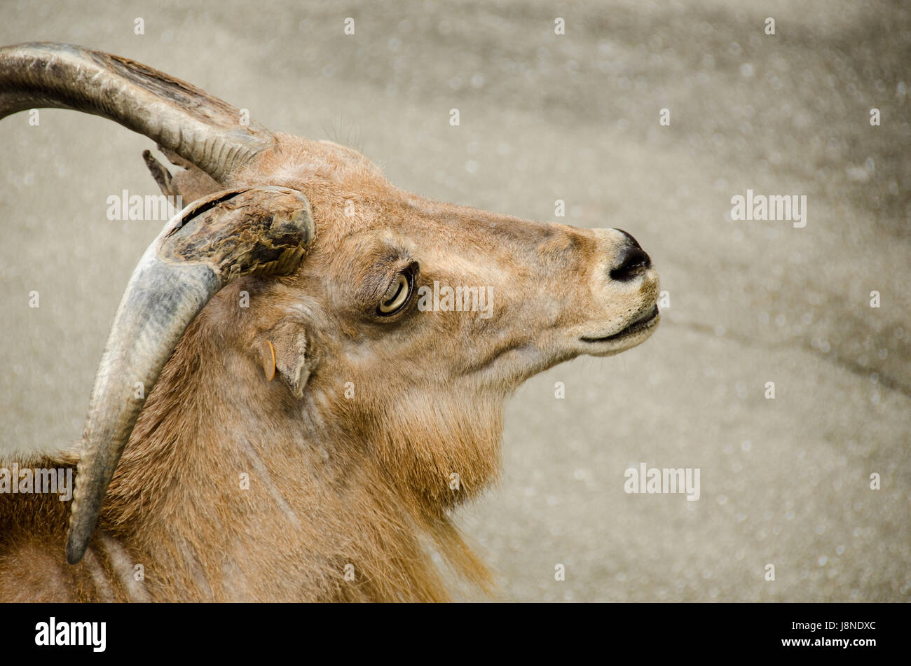 animal, goat, alpine, habitat, head, profile, park, animal, mammal ...