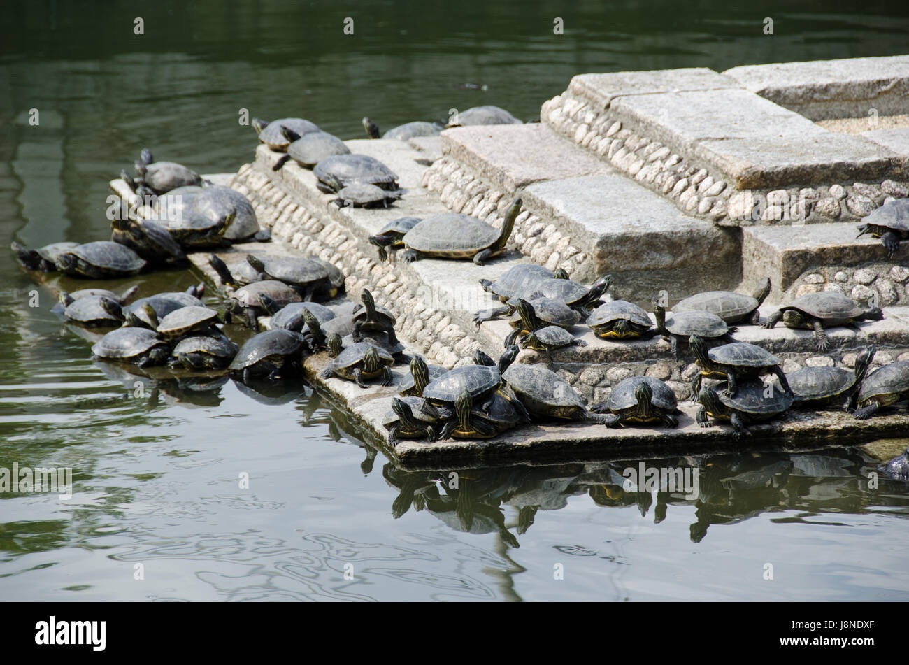 animal, turtle, group, many, water, tortoise, stairs, religion, temple ...