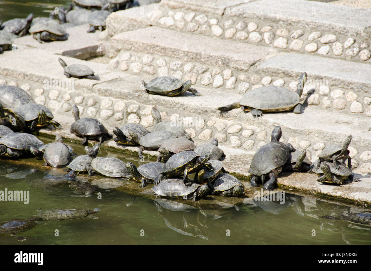 animal, turtle, group, many, water, tortoise, stairs, religion, temple ...