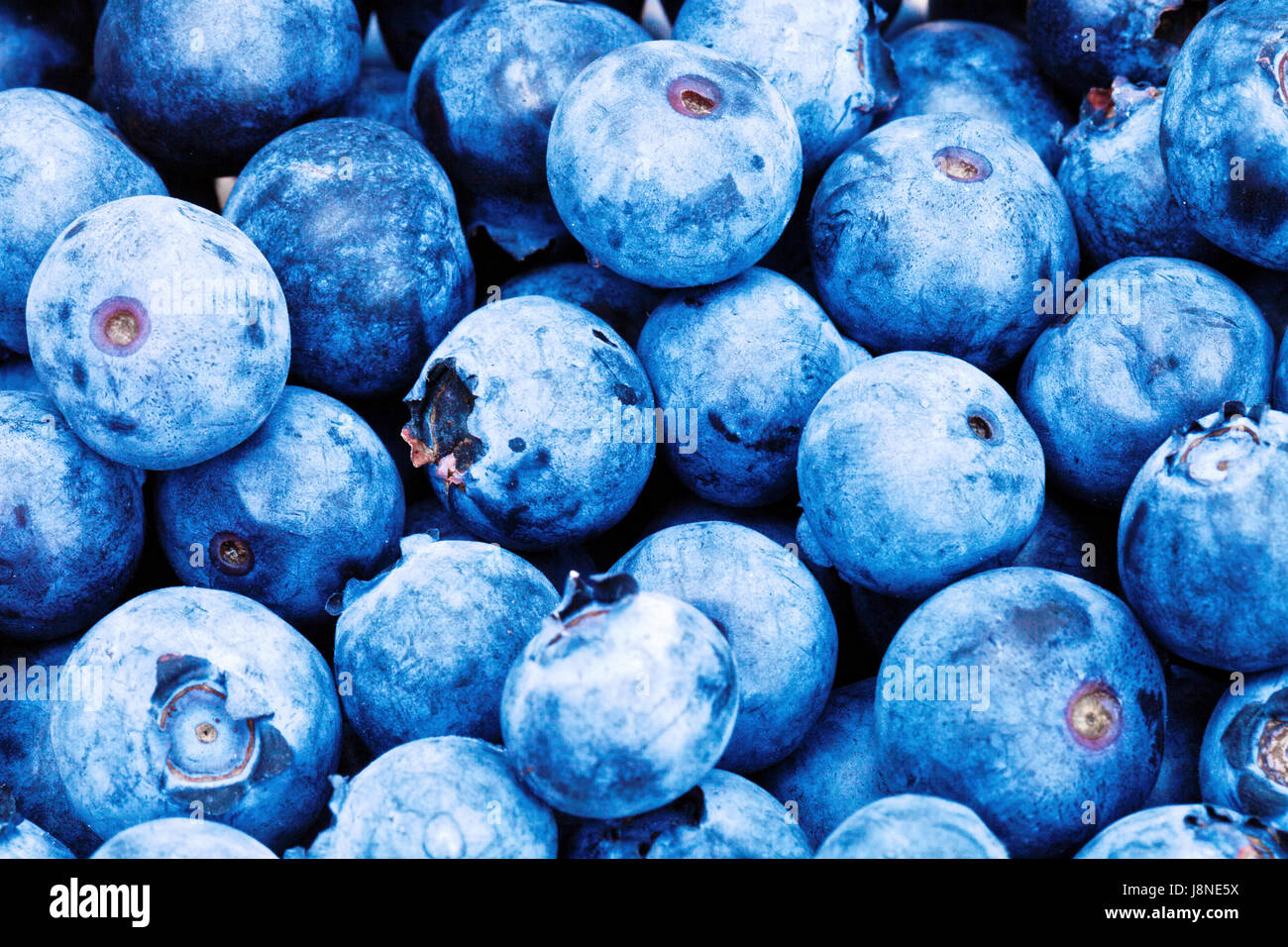 Bunch of freshly picked blueberries - close up. Filtered image: cross ...
