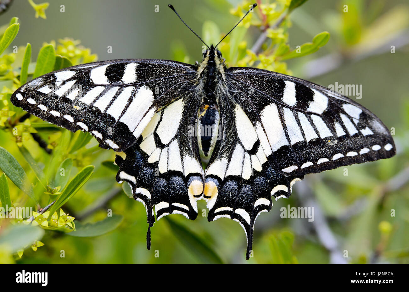 Nice moths hi-res stock photography and images - Alamy