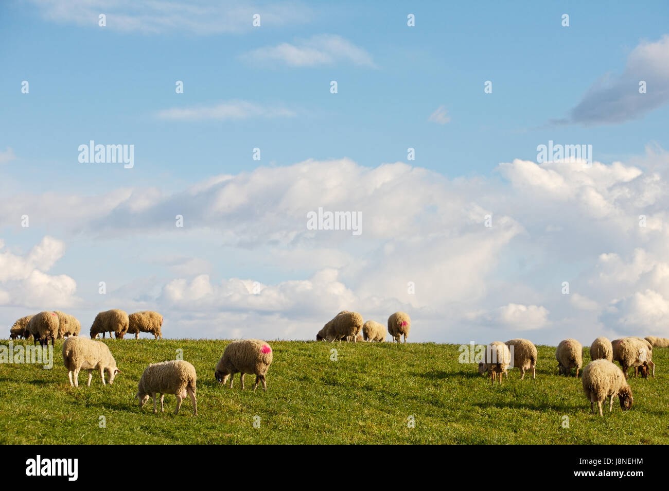 blue, animal, agriculture, farming, field, sheep, wool, ram, hungry ...
