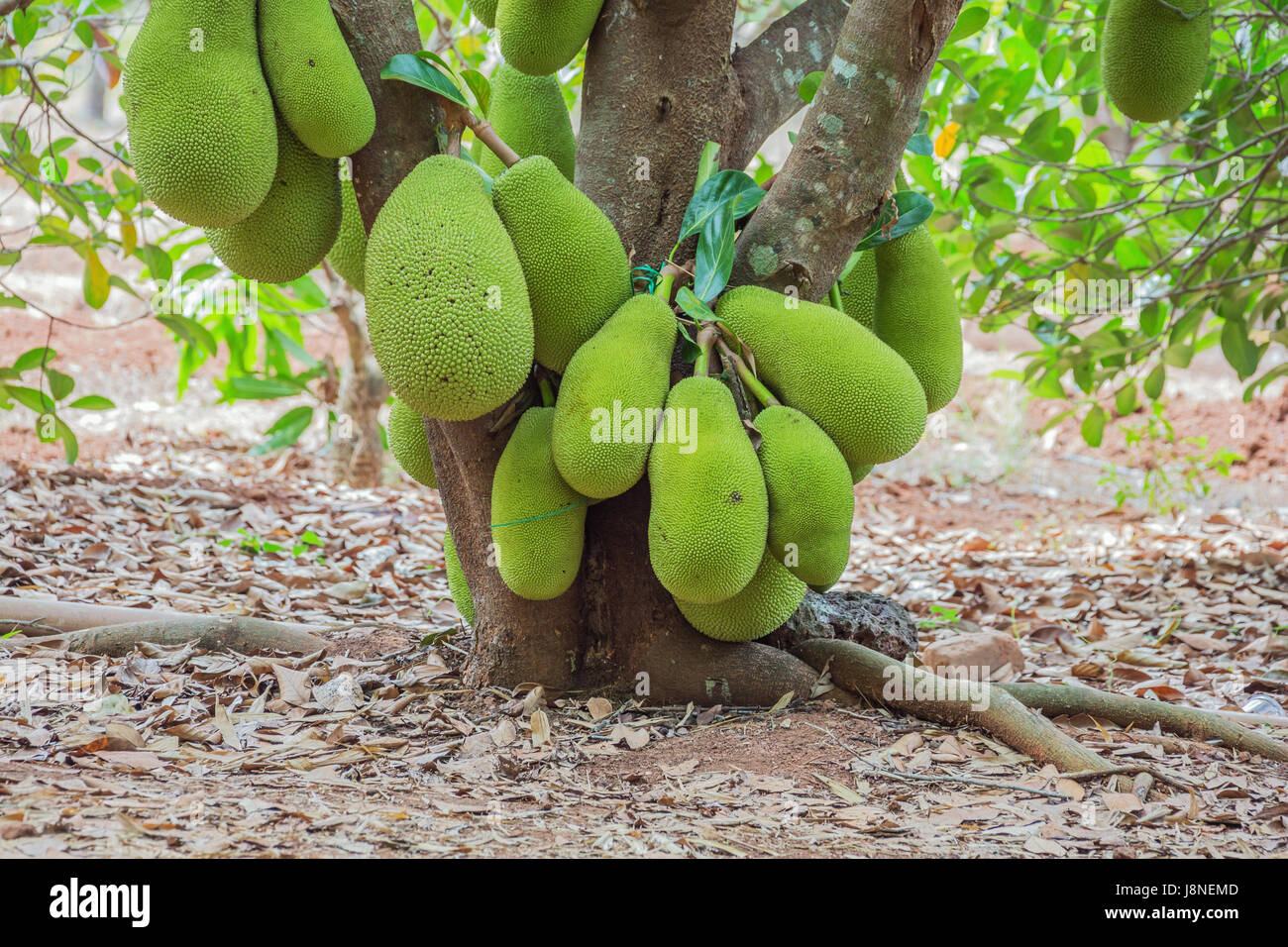 Cluster of jackfruit hanging on a tree, waiting to be harvested ...