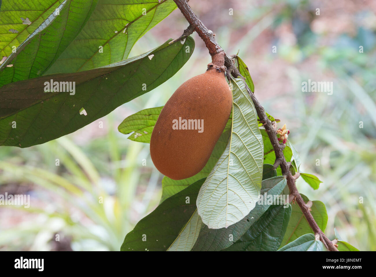 Cupuacu butter hi-res stock photography and images - Alamy
