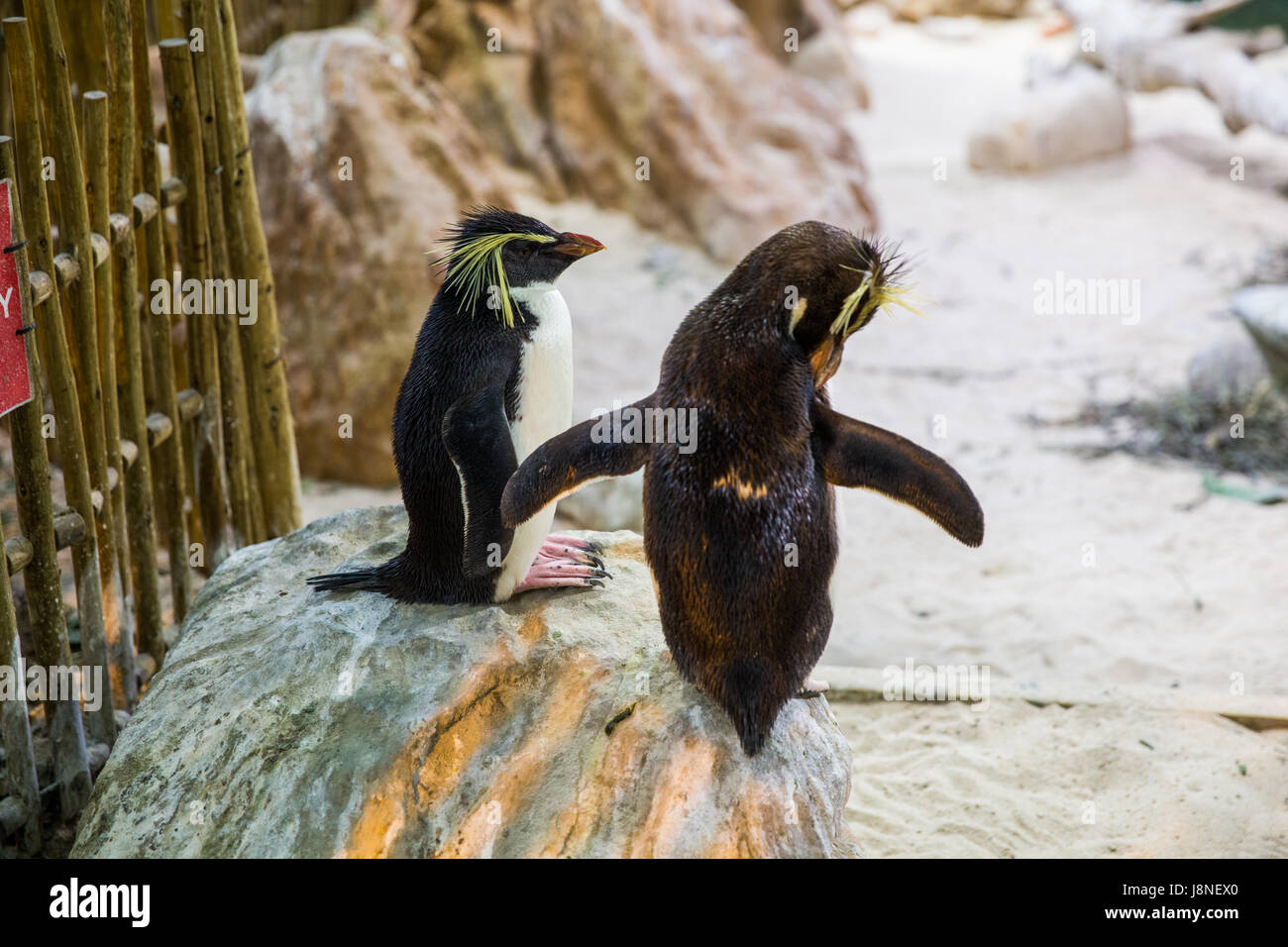 CAPE TOWN, SOUTH AFRICA - 1 FEBRUARY, 2015: Cape Town Aquarium Artic ...