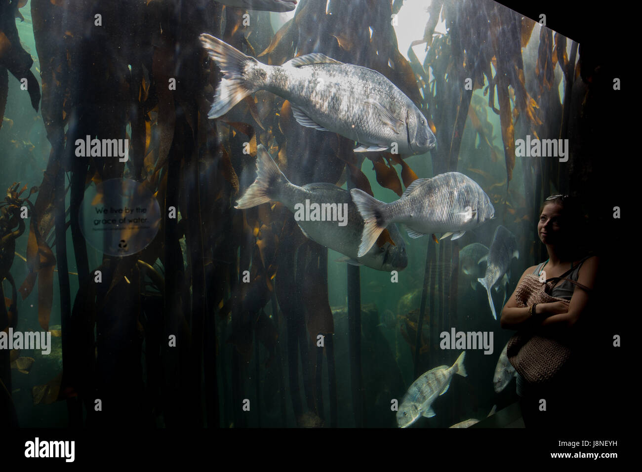 Galjoen fish hi-res stock photography and images - Alamy