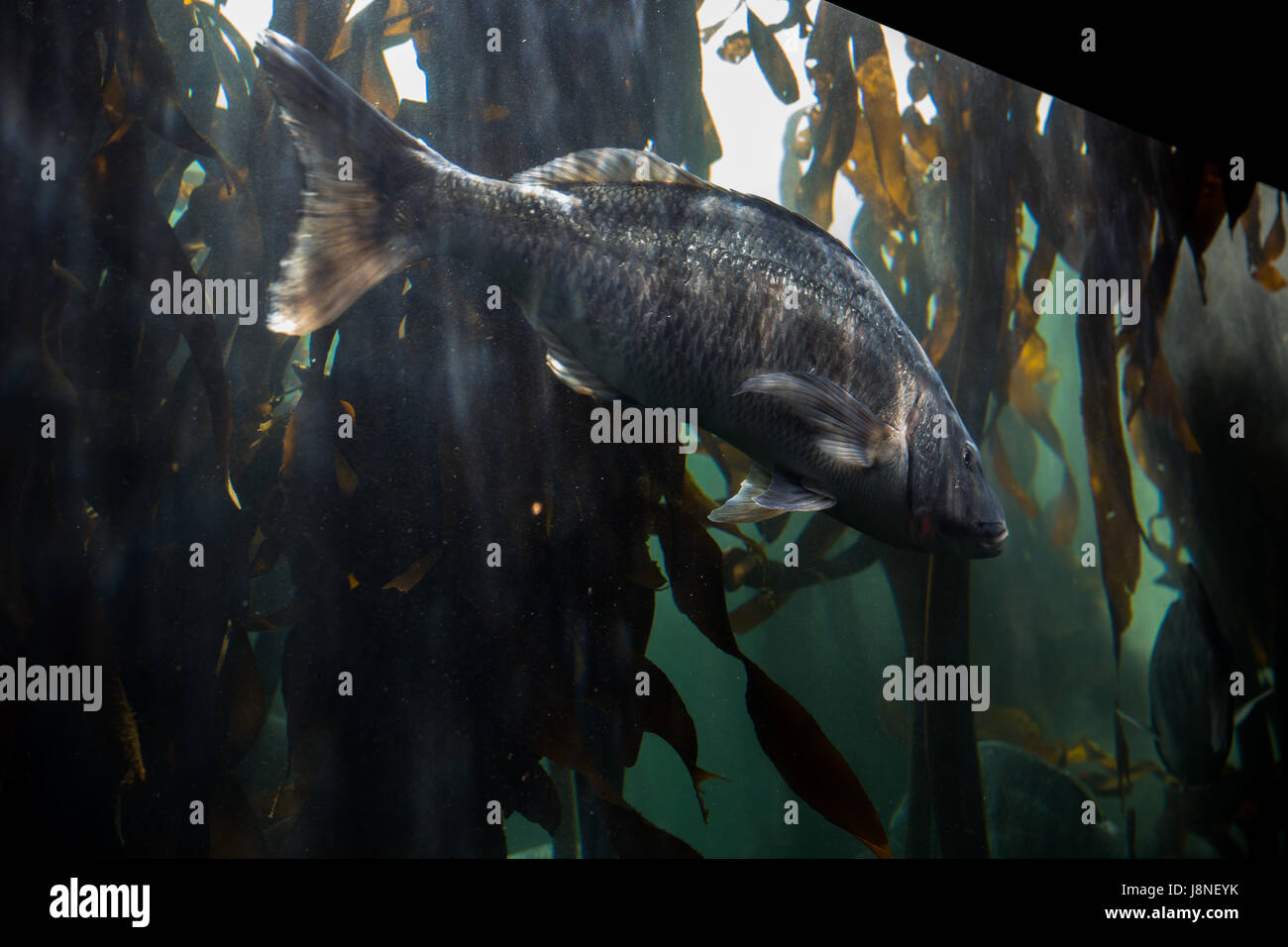 Galjoen fish south africa hi-res stock photography and images - Alamy