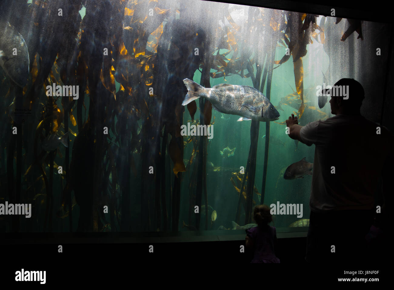 Galjoen fish hi-res stock photography and images - Alamy