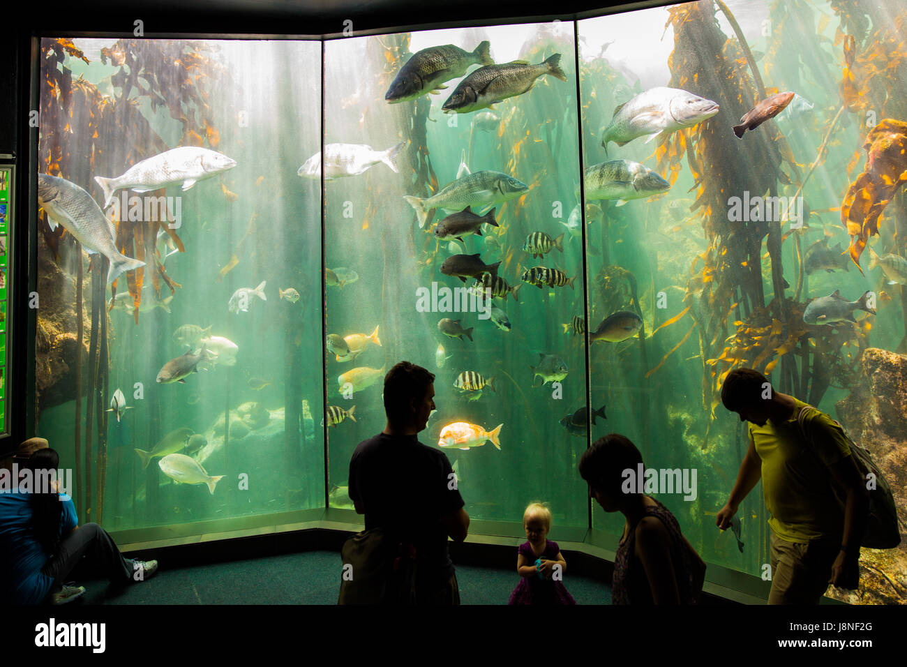 Galjoen fish hi-res stock photography and images - Alamy