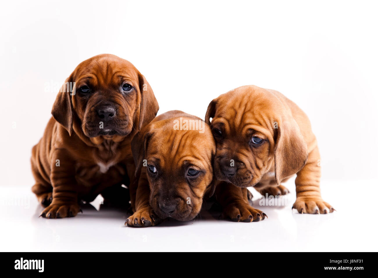 animal, pet, mammal, dog, puppy, cub, baby, maddening, pert, coquettish ...