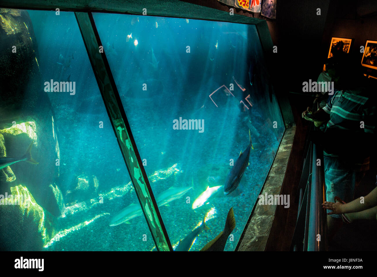 Galjoen fish hi-res stock photography and images - Alamy