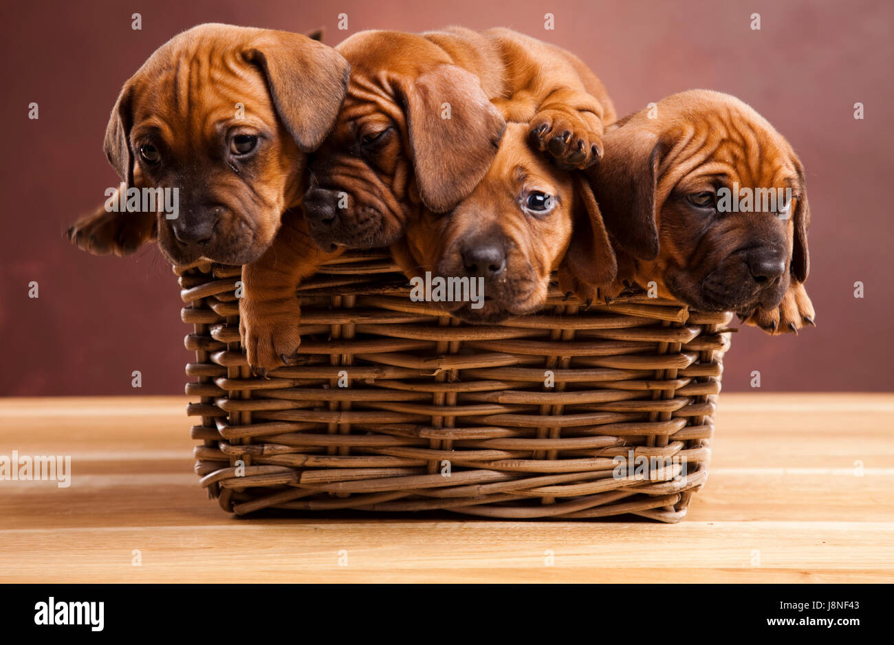 animal, pet, mammal, dog, puppy, cub, baby, maddening, pert, coquettish ...