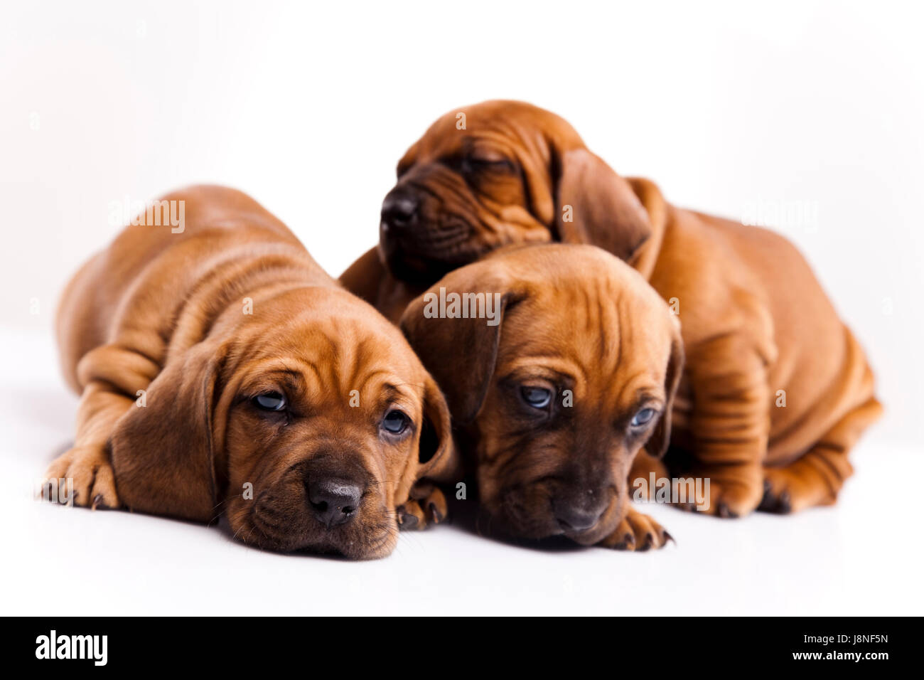 animal, pet, mammal, dog, puppy, cub, baby, maddening, pert, coquettish ...