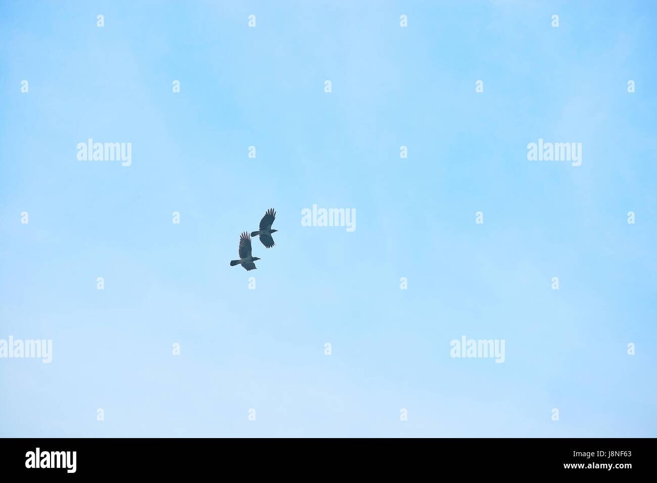 Crows in the sky Stock Photo - Alamy
