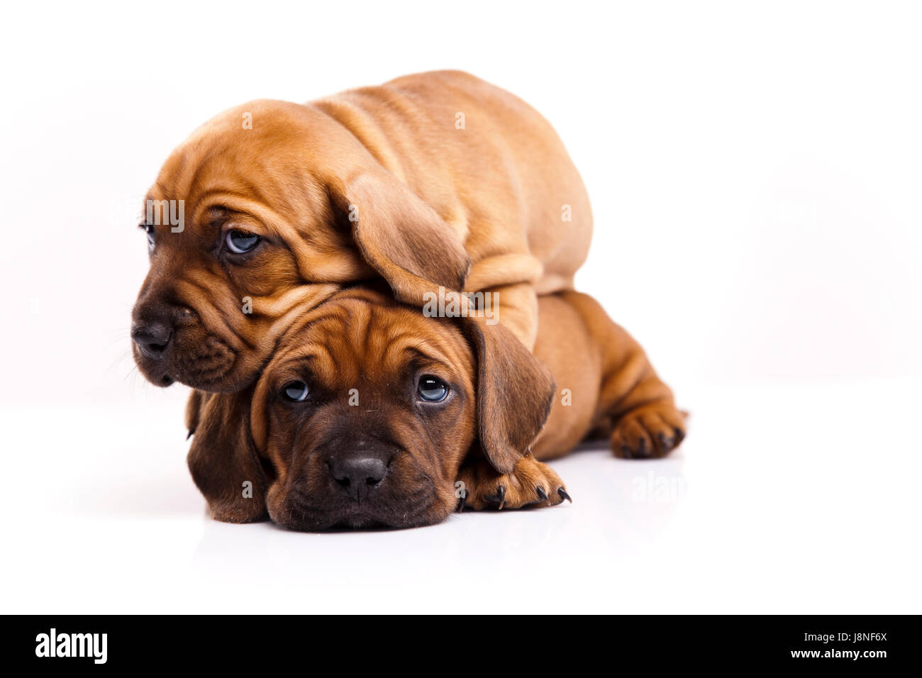 animal, pet, mammal, dog, puppy, cub, baby, maddening, pert, coquettish ...