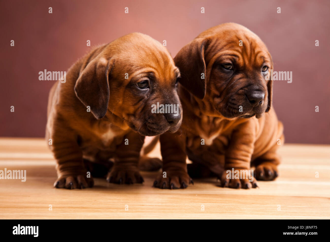 animal, pet, mammal, dog, puppy, cub, baby, maddening, pert, coquettish ...