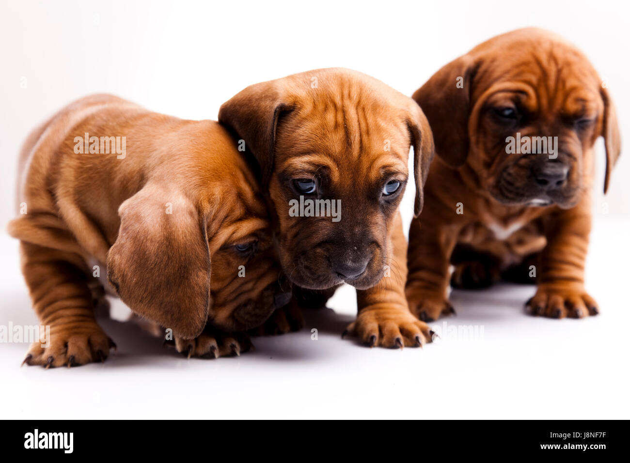 animal, pet, mammal, dog, puppy, cub, baby, maddening, pert, coquettish ...