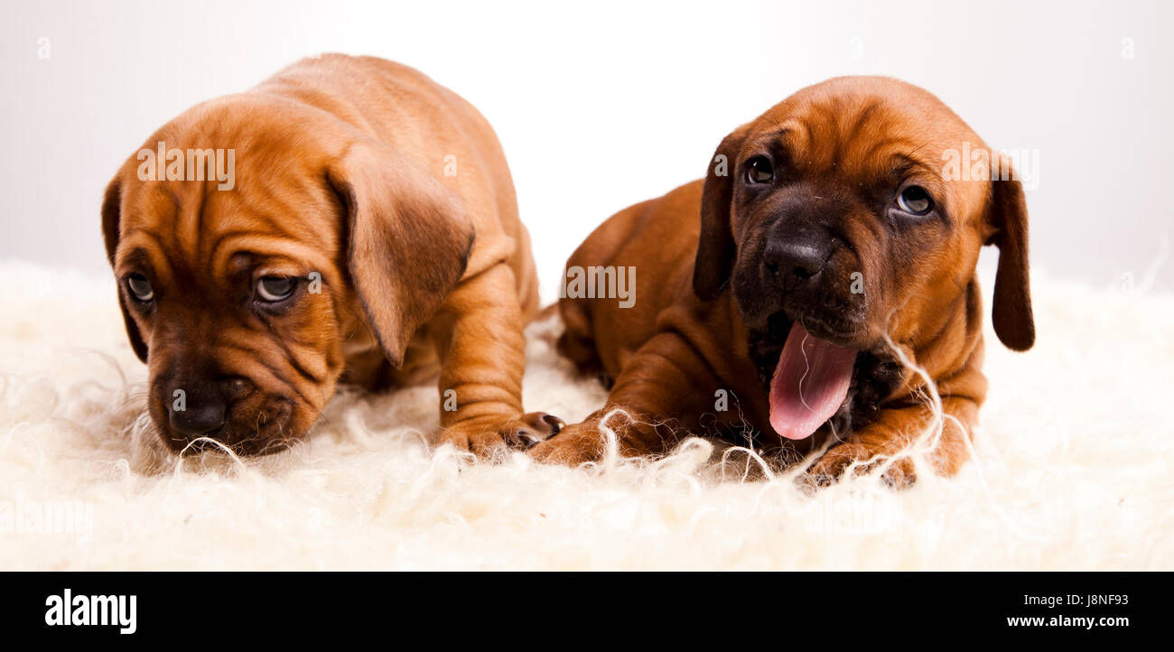 animal, pet, mammal, dog, puppy, cub, baby, maddening, pert, coquettish ...