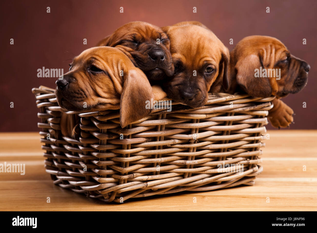 animal, pet, mammal, dog, puppy, cub, baby, maddening, pert, coquettish ...