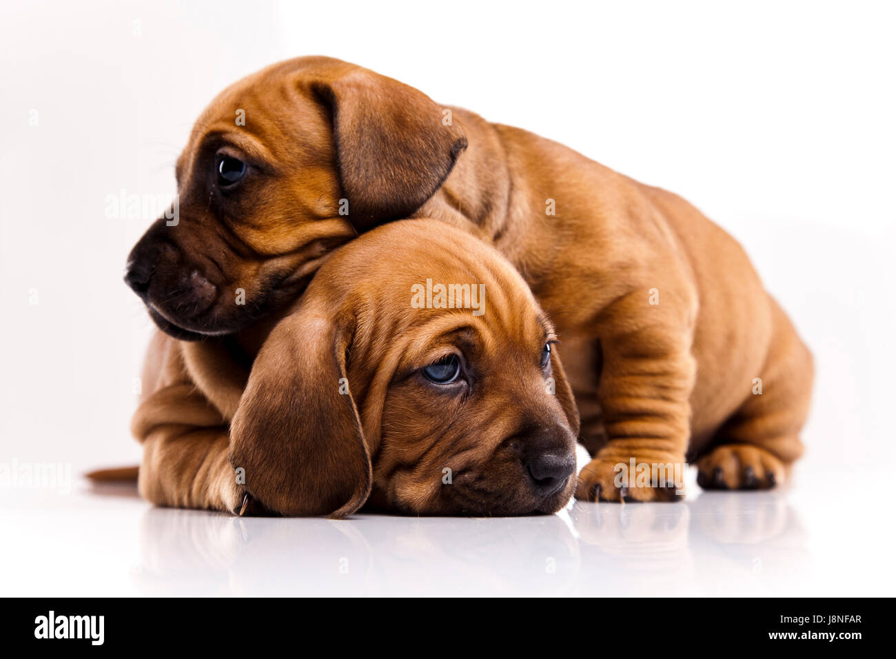 animal, pet, mammal, dog, puppy, cub, baby, maddening, pert, coquettish ...