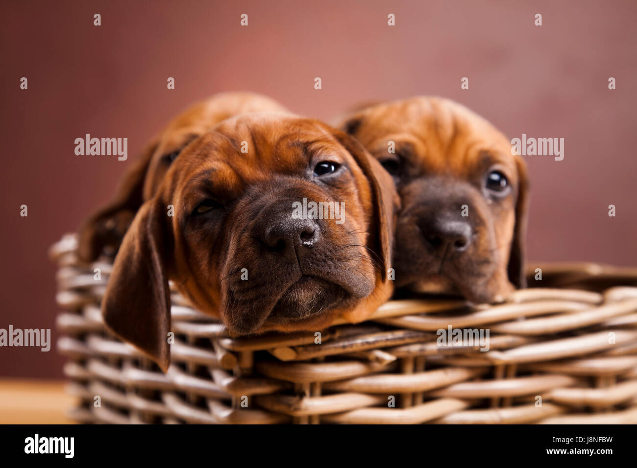 animal, pet, mammal, dog, puppy, cub, baby, maddening, pert, coquettish ...